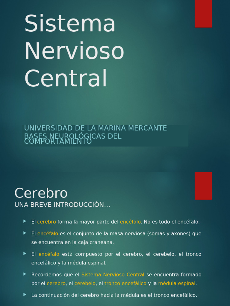 SNC Cerebro | PDF | Cerebro | Corteza Insular