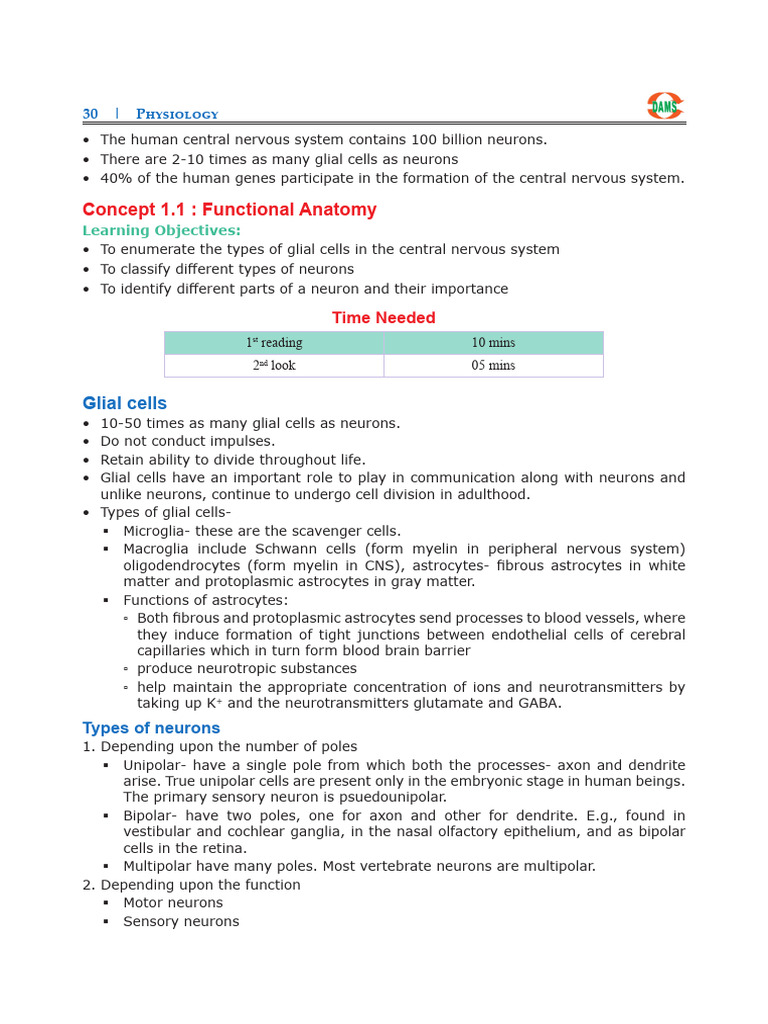 Muscle Physiology Notes | PDF | Action Potential | Axon