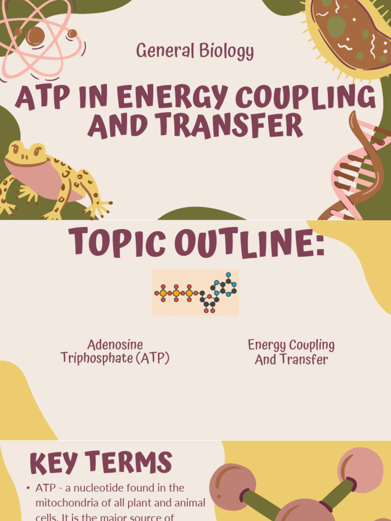 ATP in Energy Coupling and Transfer | PDF | Adenosine Triphosphate ...