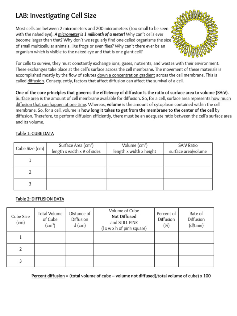 Cell Size Lab | PDF | Diffusion | Cell Membrane