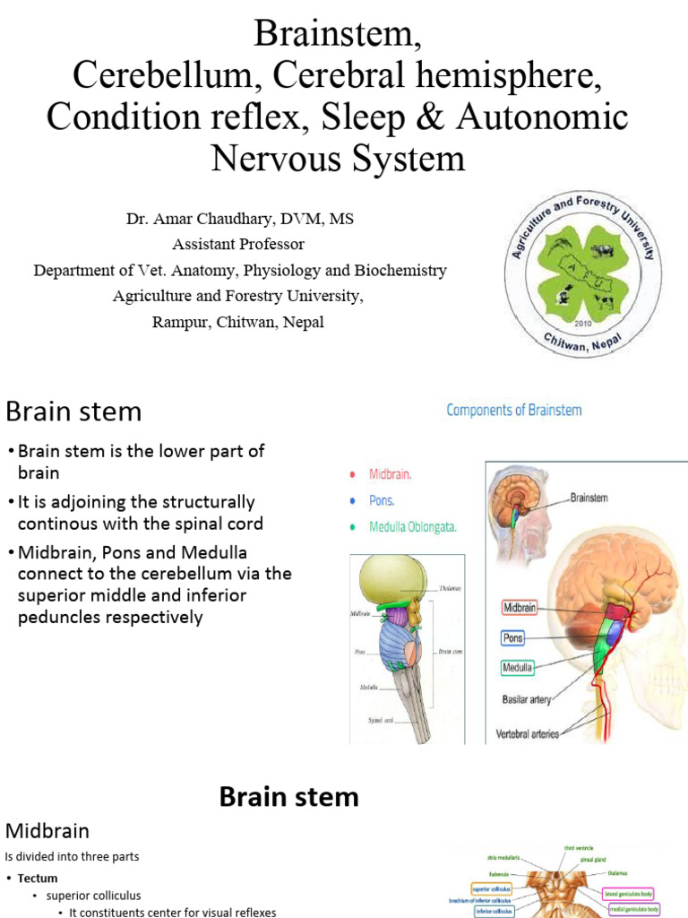 Brai stem and autonomic nervous system | PDF | Brainstem | Autonomic ... Brai stem and autonomic nervous system | PDF | Brainstem | Autonomic ...