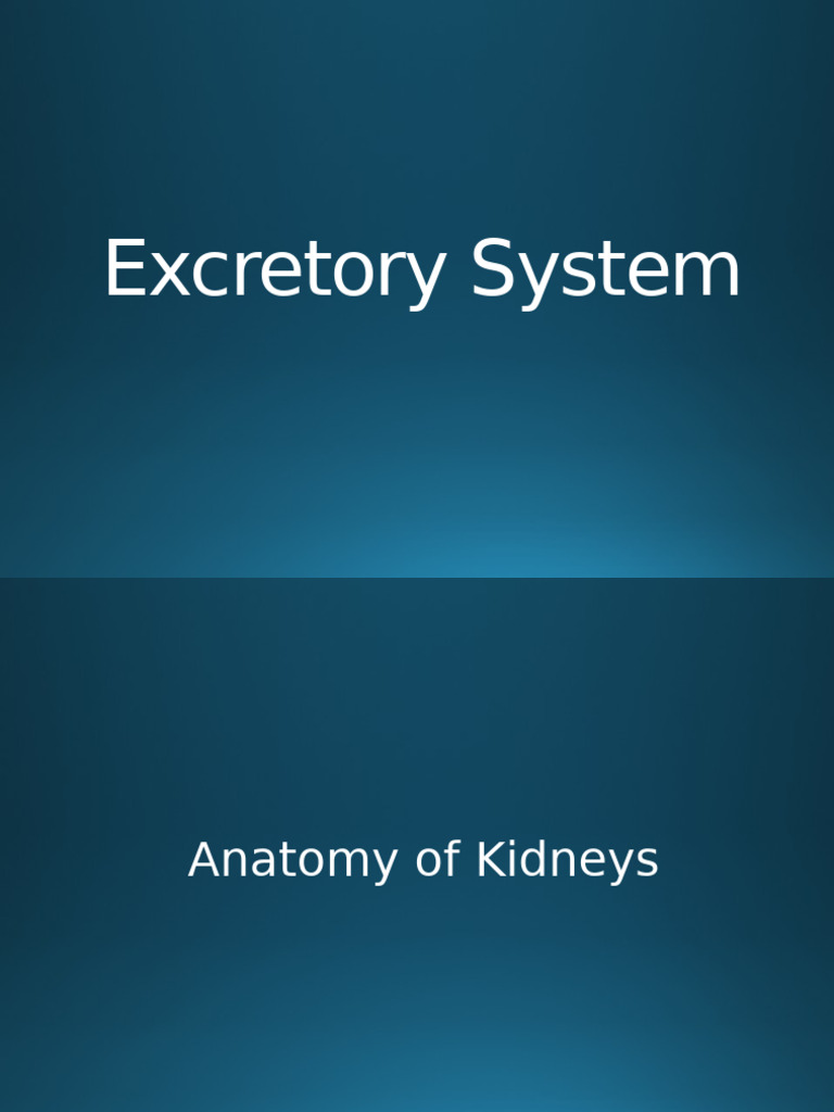 Excretory System | PDF | Kidney | Hemodialysis