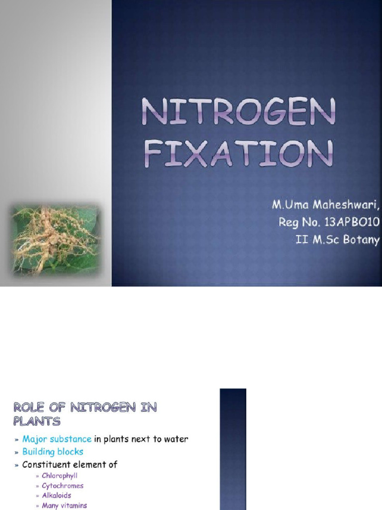 Nitrogen Fixation by Rhizobium | PDF