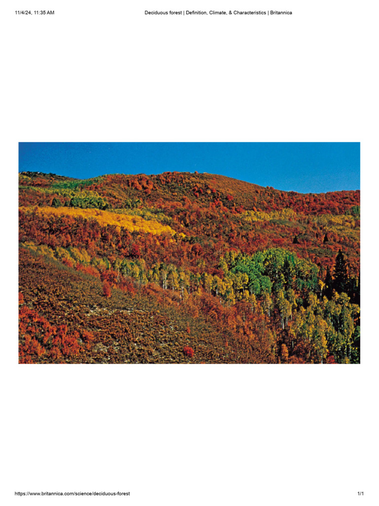 Deciduous Forest - Definition, Climate, & Characteristics - Britannica ...