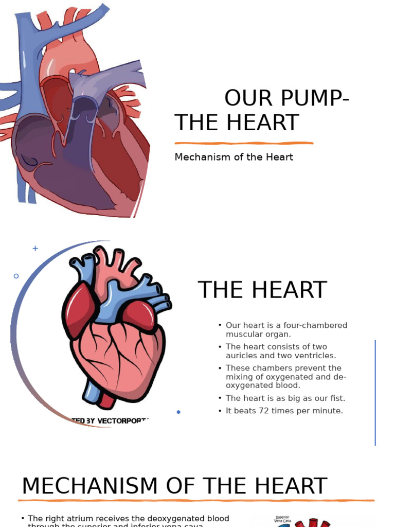 Our Pump-The Heart | PDF