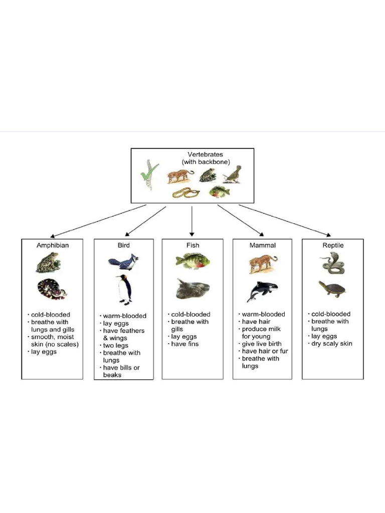 Vertebrates Scheme | PDF