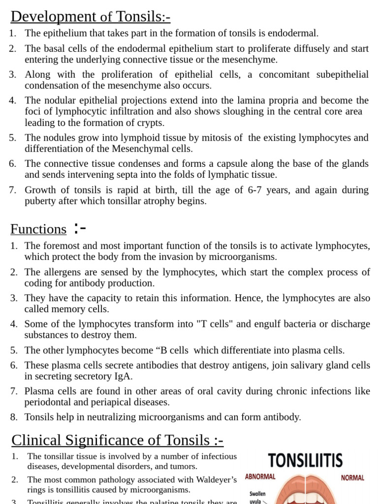 Development Tonsils | PDF | Epithelium | Lymphocyte