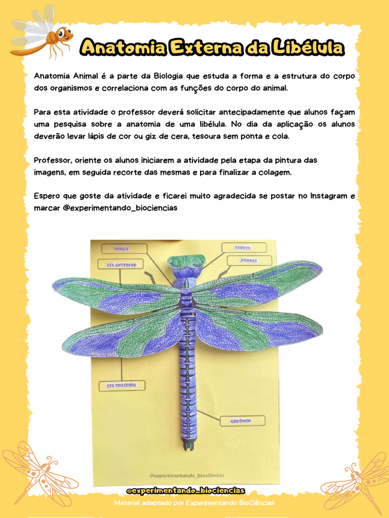 11-Libélula Anatomia 3D-Zoo | PDF | Anatomia