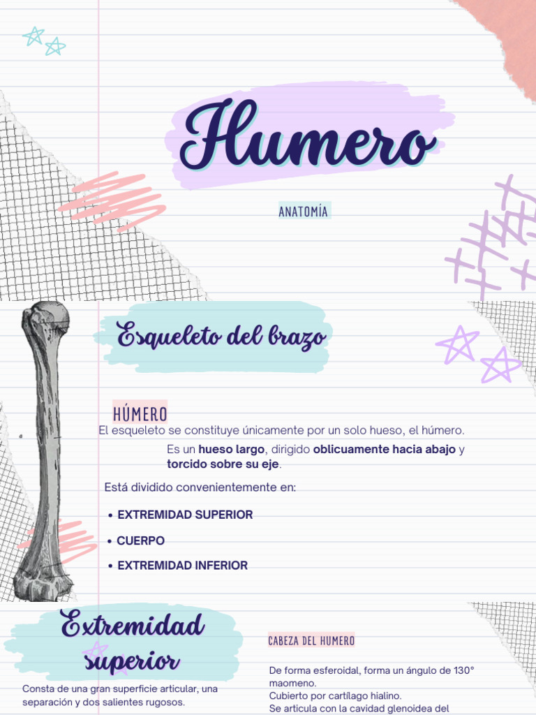 Anatomía del Húmero: Estructura y Función | PDF | Anatomía humana ...
