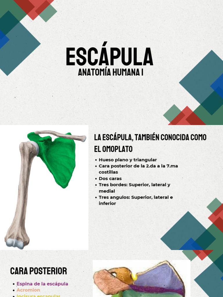 Anatomía de la Escápula y Músculos Asociados | PDF | Sistema ...