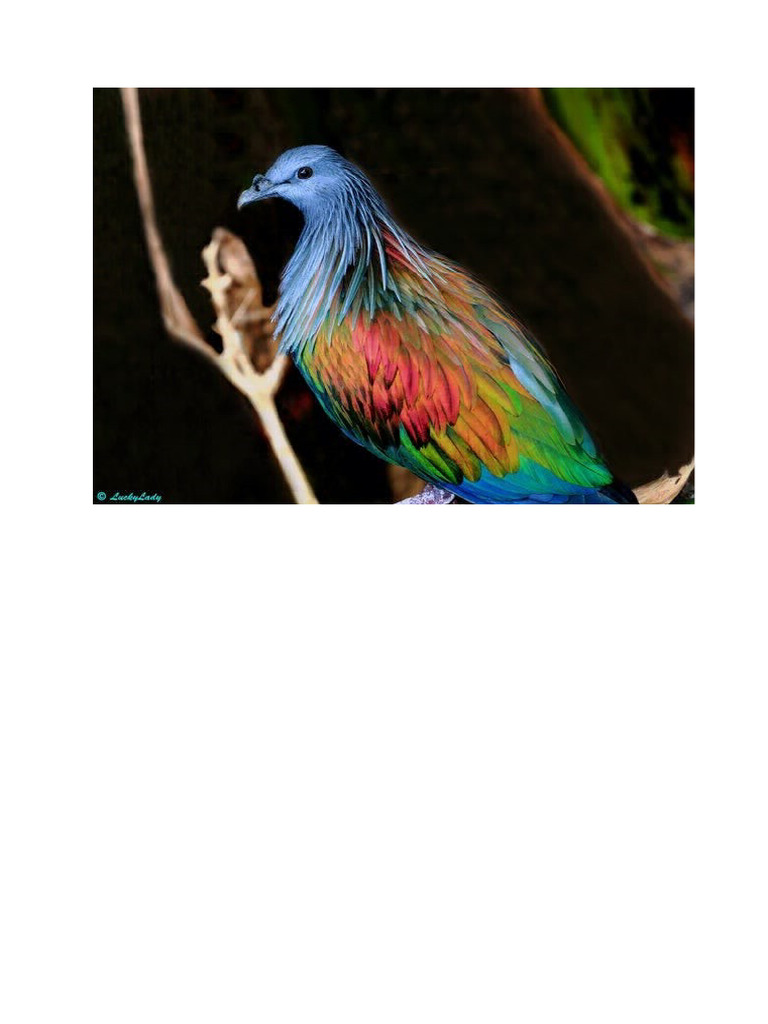Nicobar Pigeon | PDF