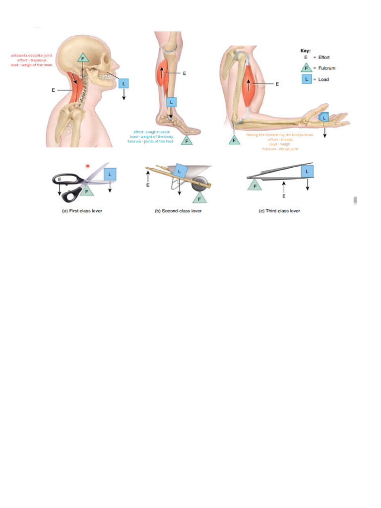Muscles Movements | PDF