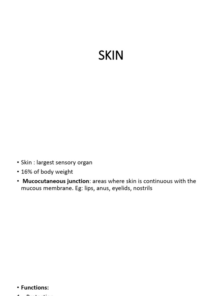 Skin Anatomy | PDF | Skin | Connective Tissue