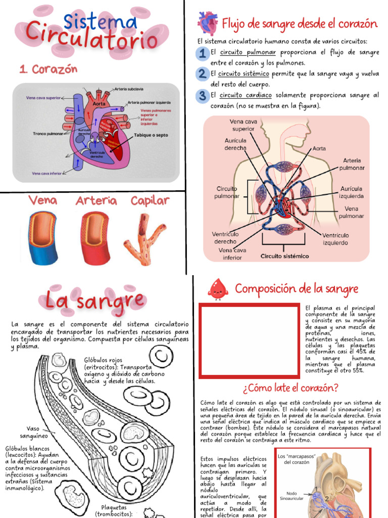 Funcionamiento del sistema circulatorio humano | PDF | Sangre | Corazón