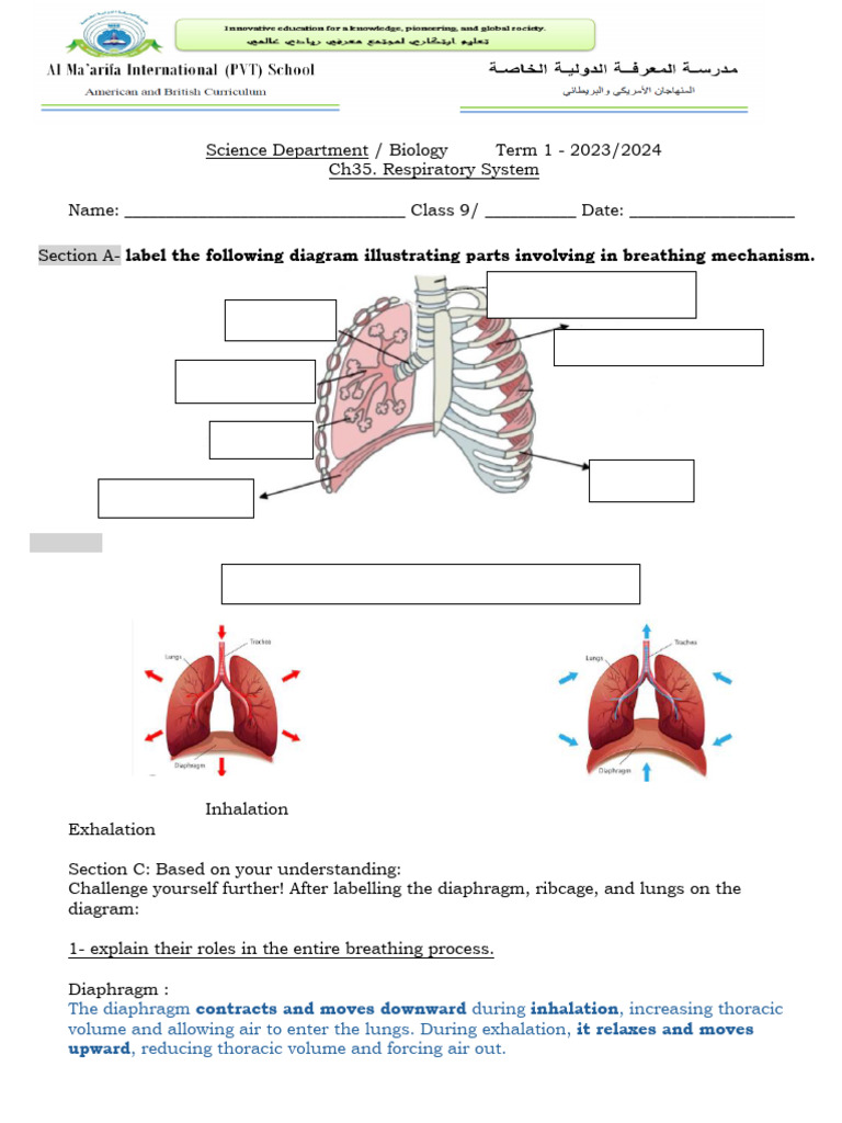 Answered Grade 9 Respiratory Worksheet | PDF | Exhalation | Breathing