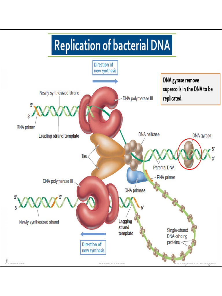 Bacterial DNA Replication Process | PDF