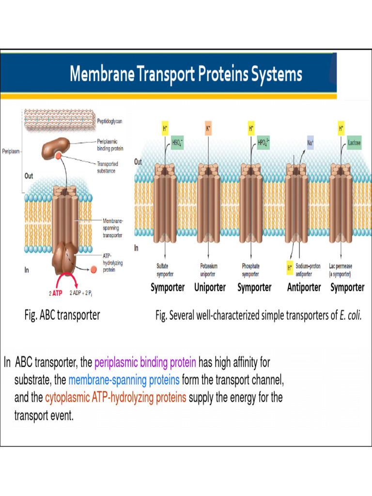 Membrane Transportation Systems | PDF | Wellness