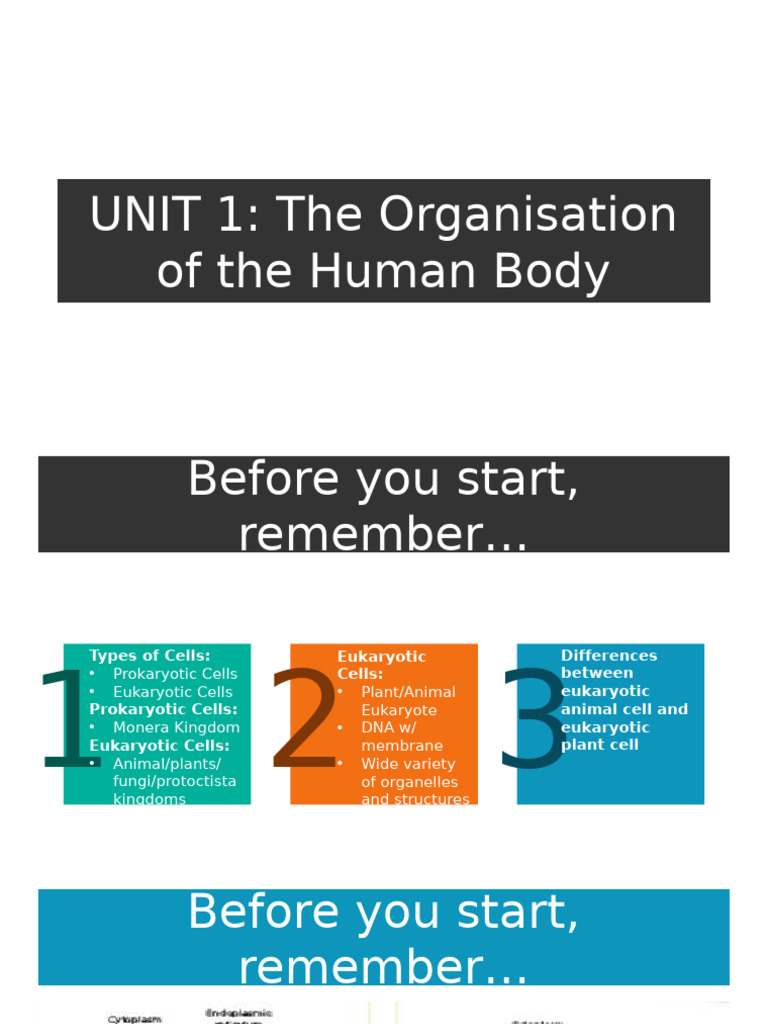 Human Body Structure Guide | PDF | Cell (Biology) | Tissue (Biology)