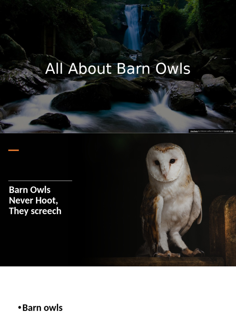 Facts About Barn Owls | PDF
