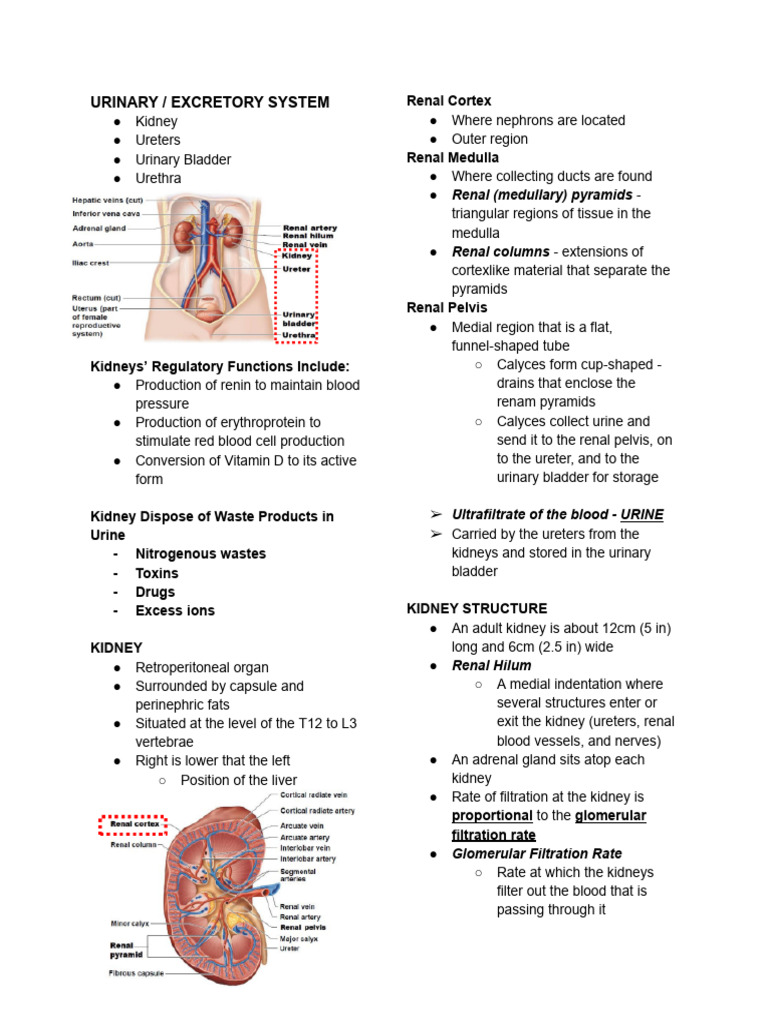 Urinary System | PDF | Kidney | Urinary System