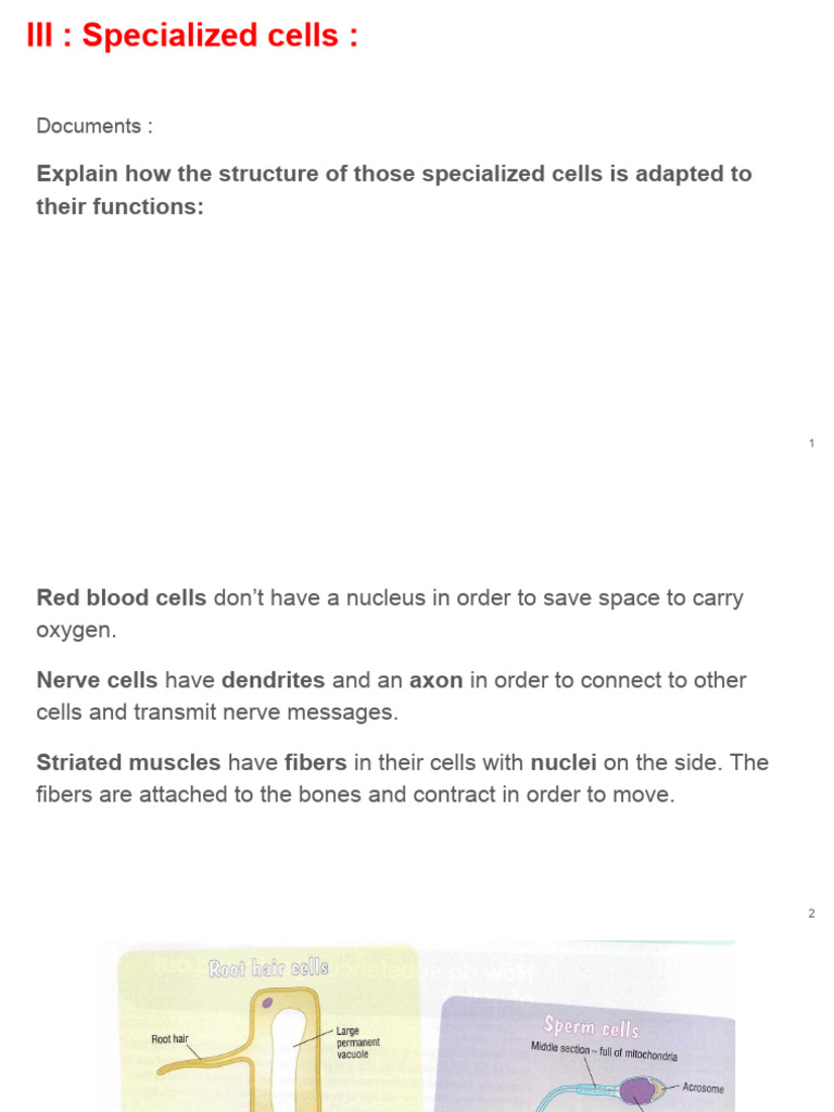 Stem Cells | PDF | Stem Cell | Embryonic Stem Cell