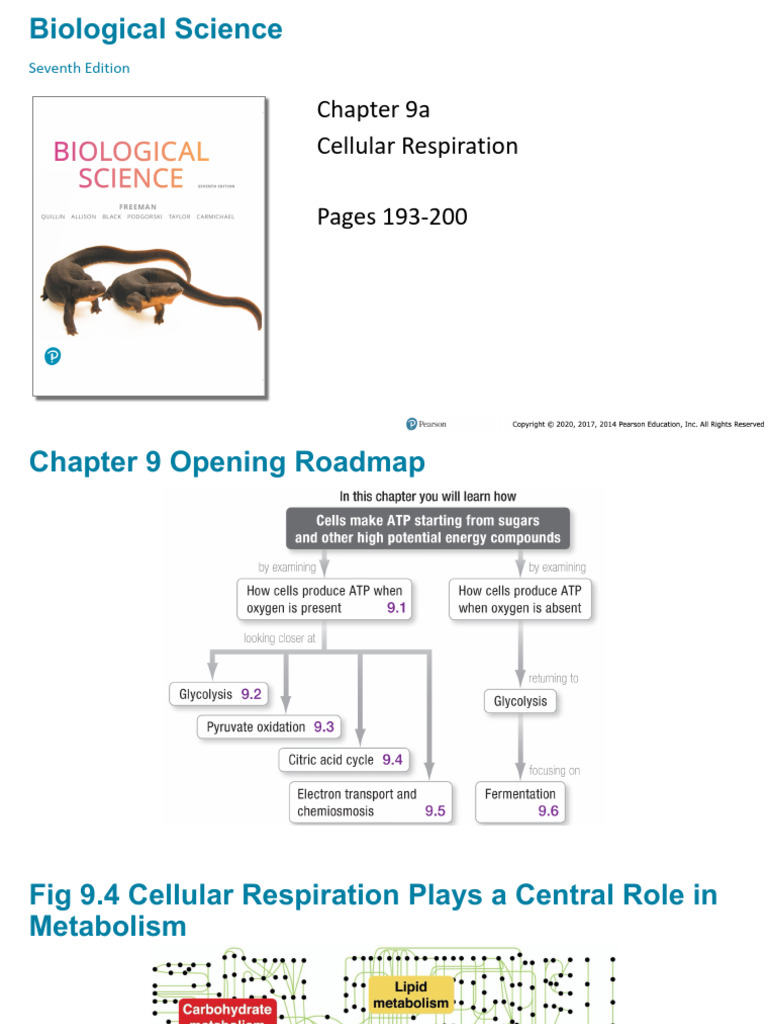 Chapter 9a Respiration, Glycolysis | PDF | Glycolysis | Cellular Respiration
