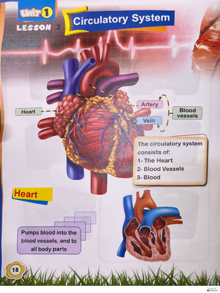 Circulatory System in Color | PDF
