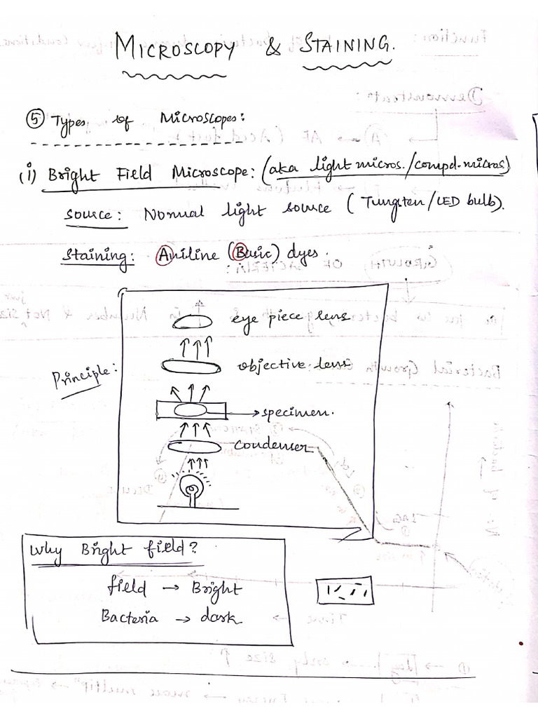 Microscopy and Staining | PDF