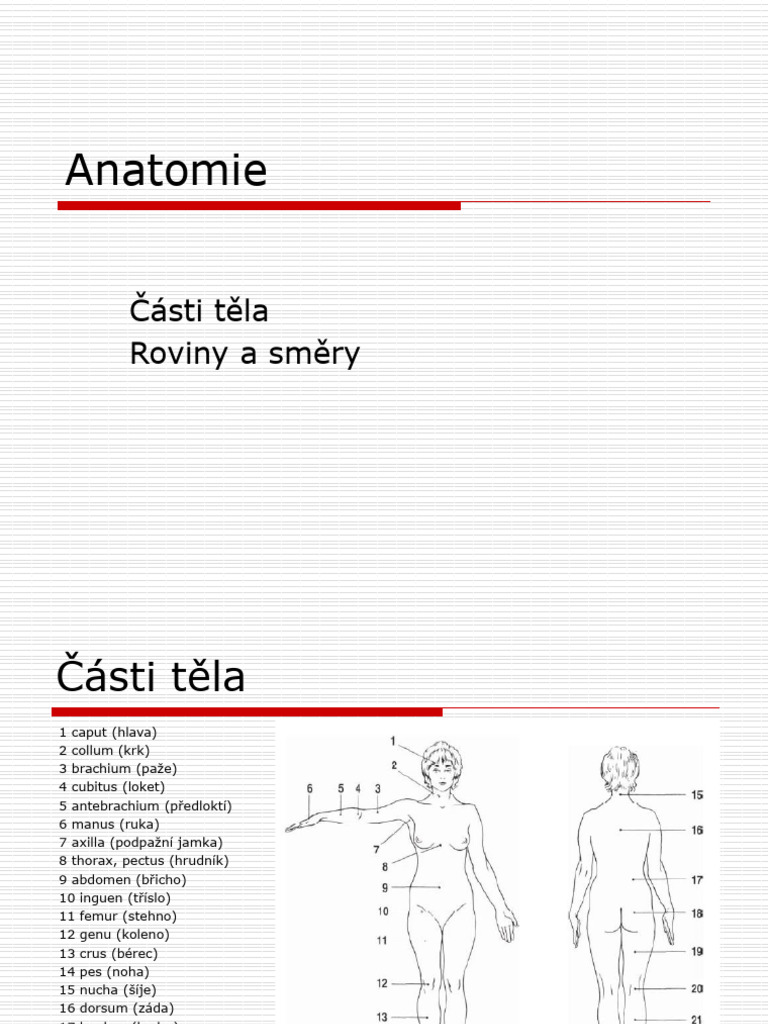 ANAT 02 01 Anatomie Kostra Obecná Osteologie | PDF