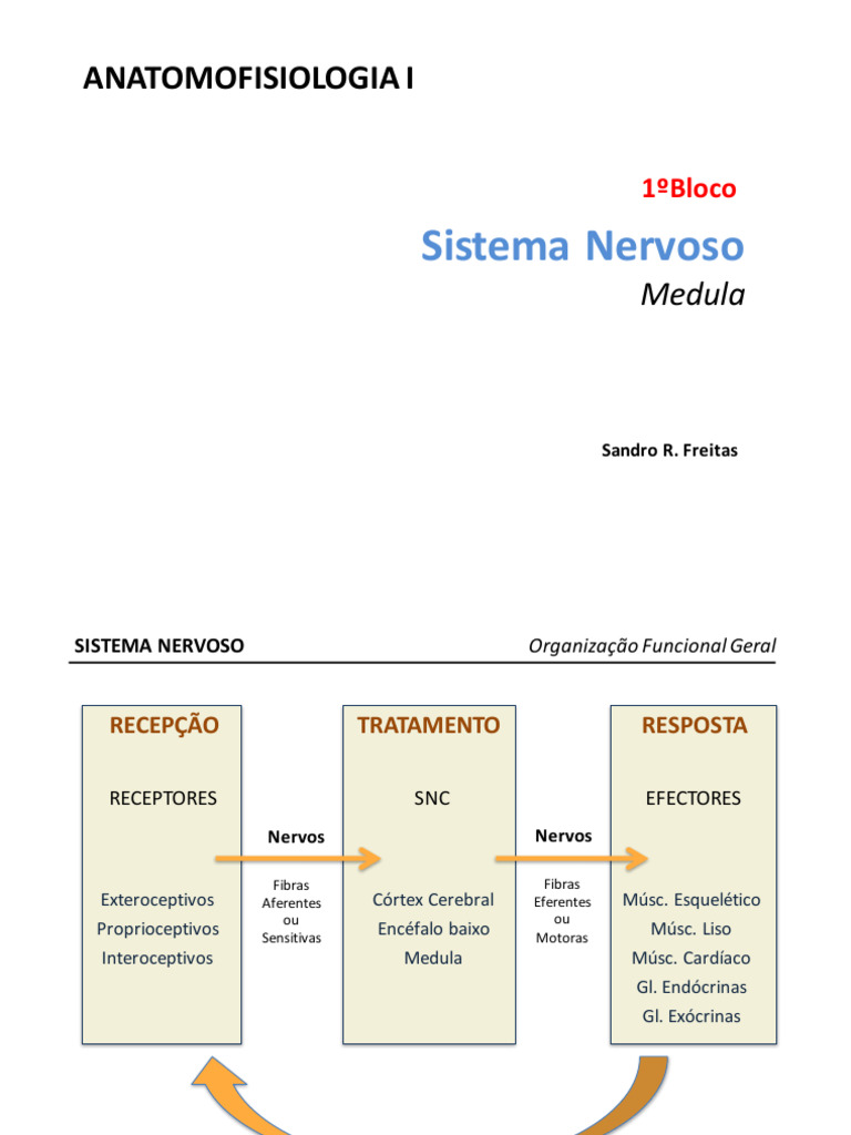 3 Medula v3 | PDF | Medula espinhal | Nervo