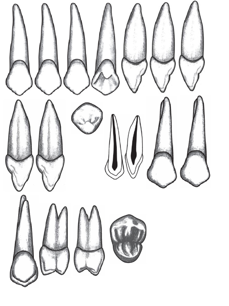 Dientes para Imprimir 1 | PDF