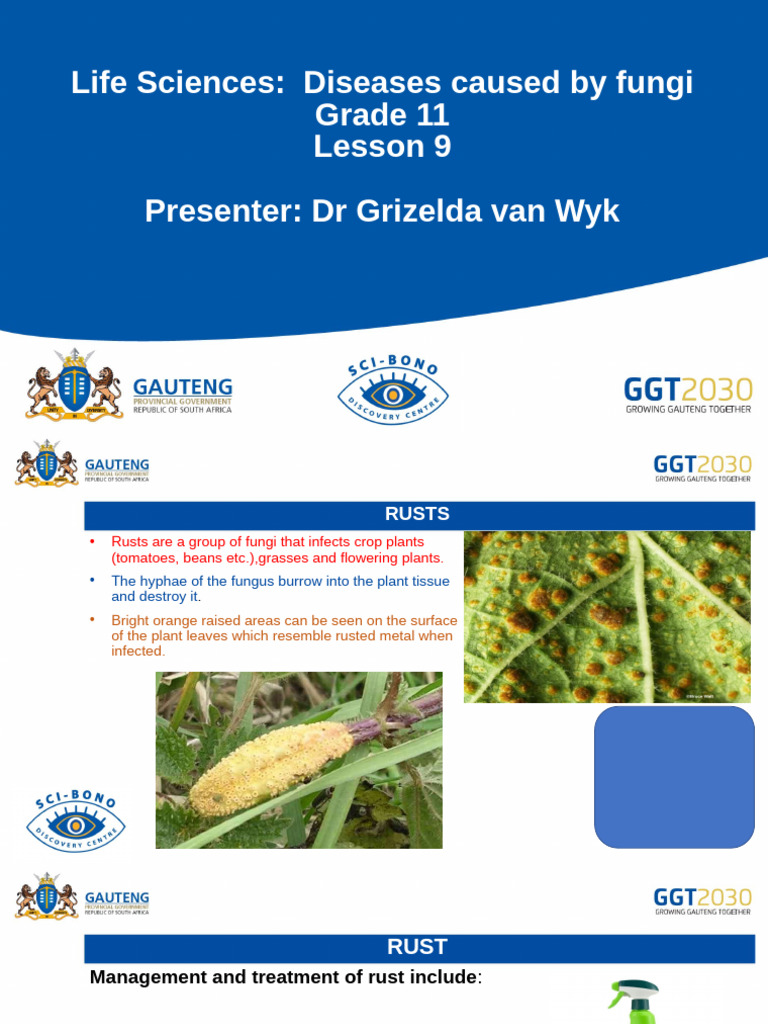 Life Sciences Gr.11 Lesson 9 Diseases Caused by Fungi | PDF ...