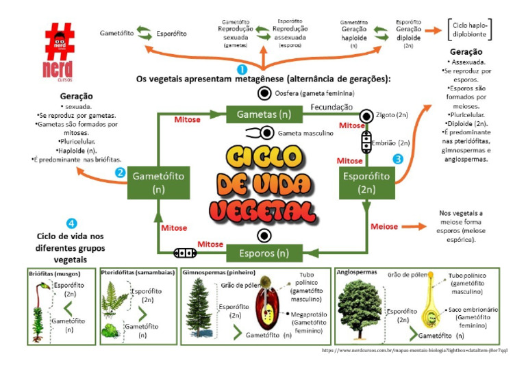 Mapa Mental Ciclo de Vida Vegetal | PDF