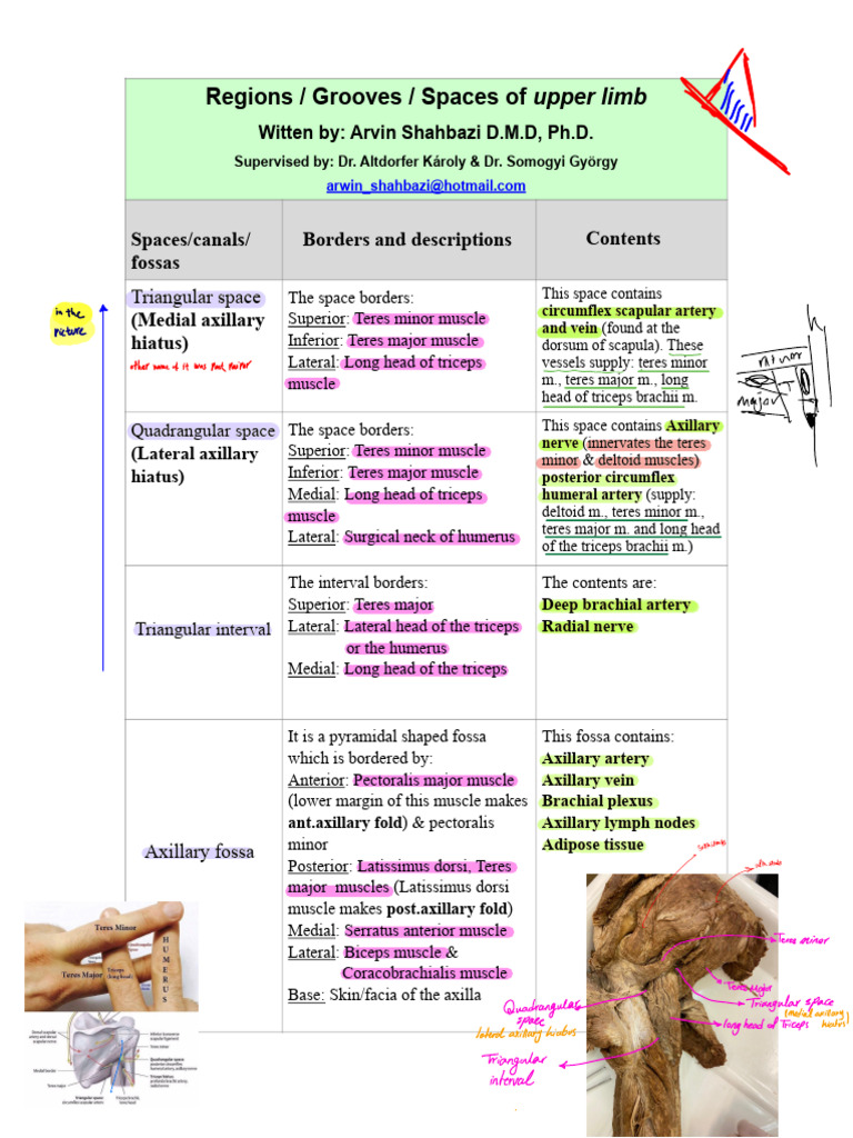 Upper Limb Spaces and Grooves Overview | PDF | Thumb | Musculoskeletal ...