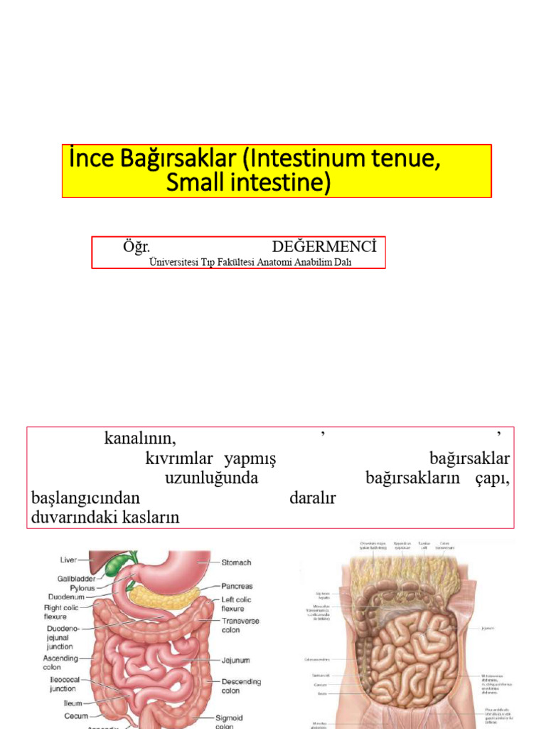 24-İnce Bağırsaklar (Intestinum Tenue) | PDF
