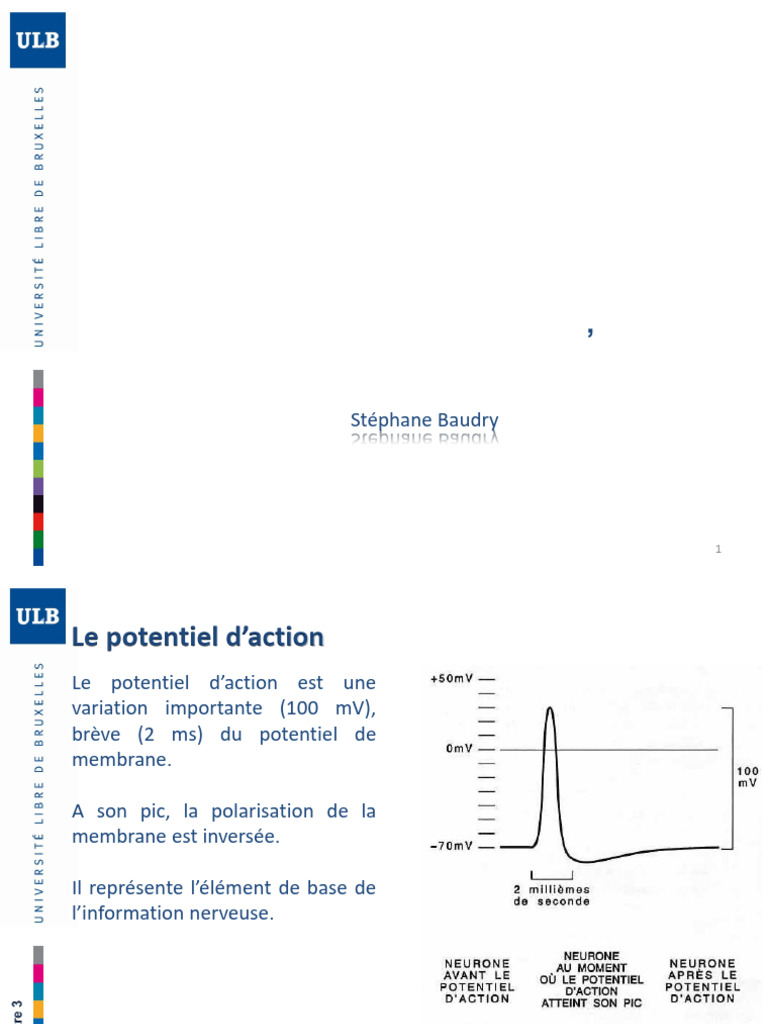Biophysique du potentiel d'action nerveux | PDF | Myéline | Membrane ...