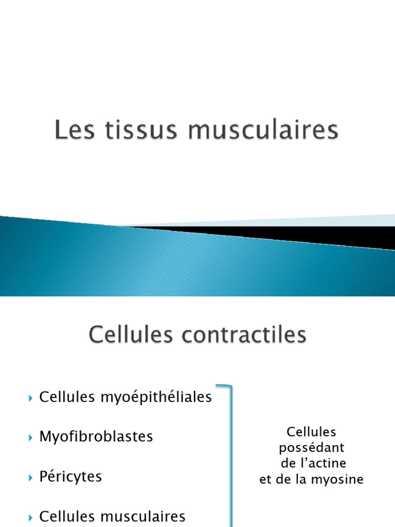 Cours 4 - Tissus Musculaires Et Système Circulatoire Quartz | PDF ...
