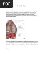 Visceras del Cuerpo Humano: Anatomía y Función | PDF | Sistema ...