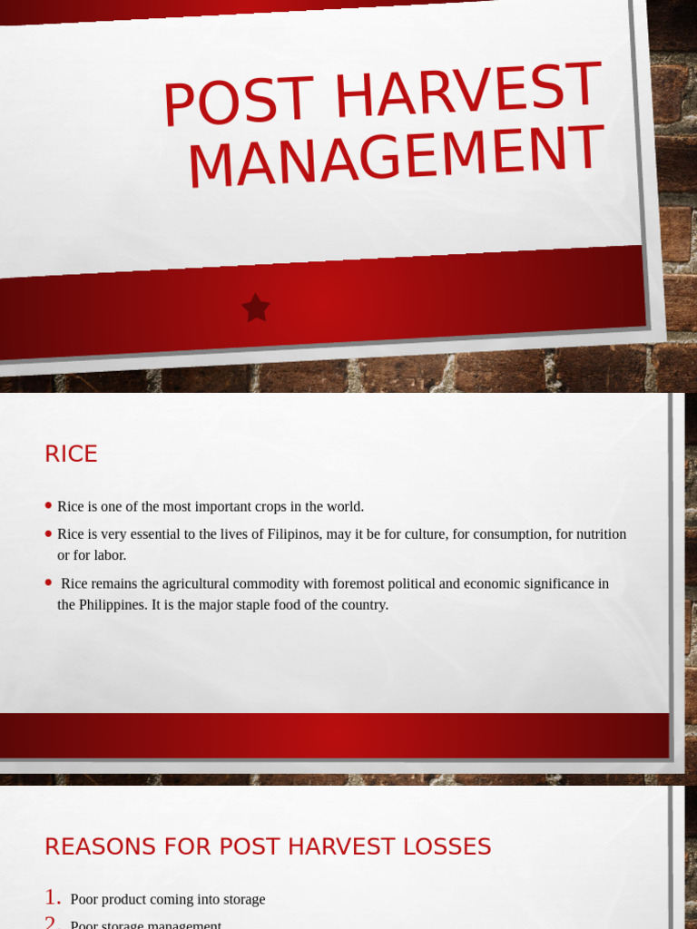 Rice Post-Harvest Guide for Farmers | PDF | Rice