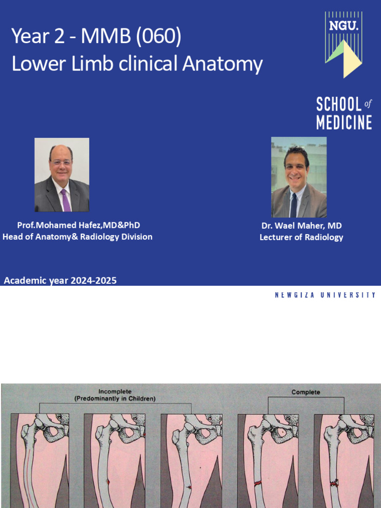 Y2-MMB-060 Lower Limb Clinical Anatomy-Lecture (2024-2025) Hafez | PDF ...