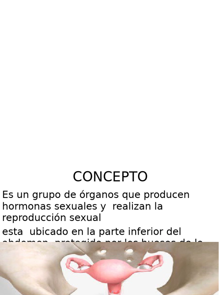 Organos Externos Femeninos | PDF | Labios | Vagina