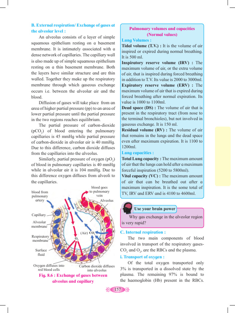Pulmonary Volumes and Capacities (Normal Values) : B. External ...