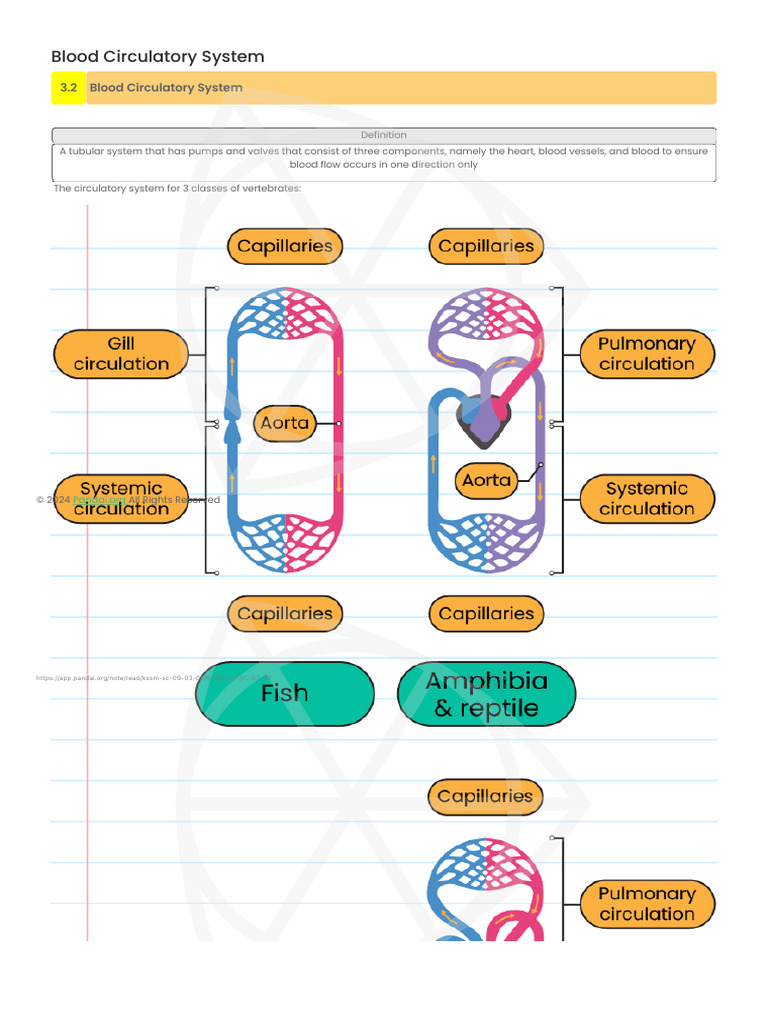 3.2 Blood Circulatory System F3 | PDF | Ventricle (Heart) | Heart