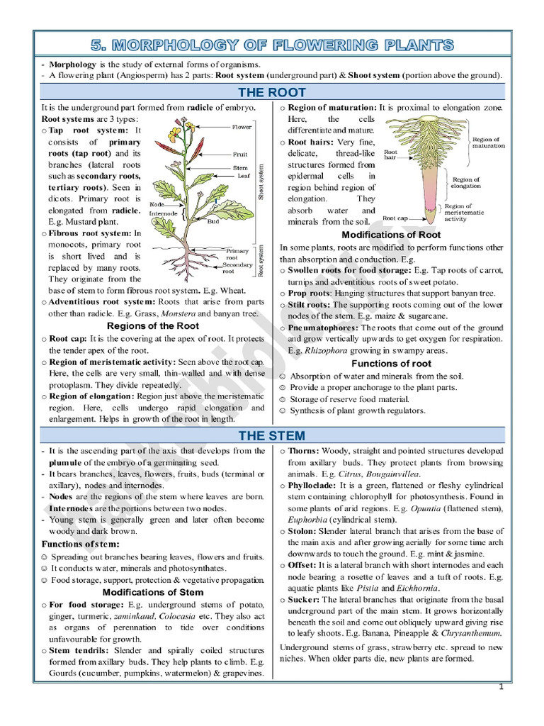 5 Morphology in Flowering Plants-Notes | PDF
