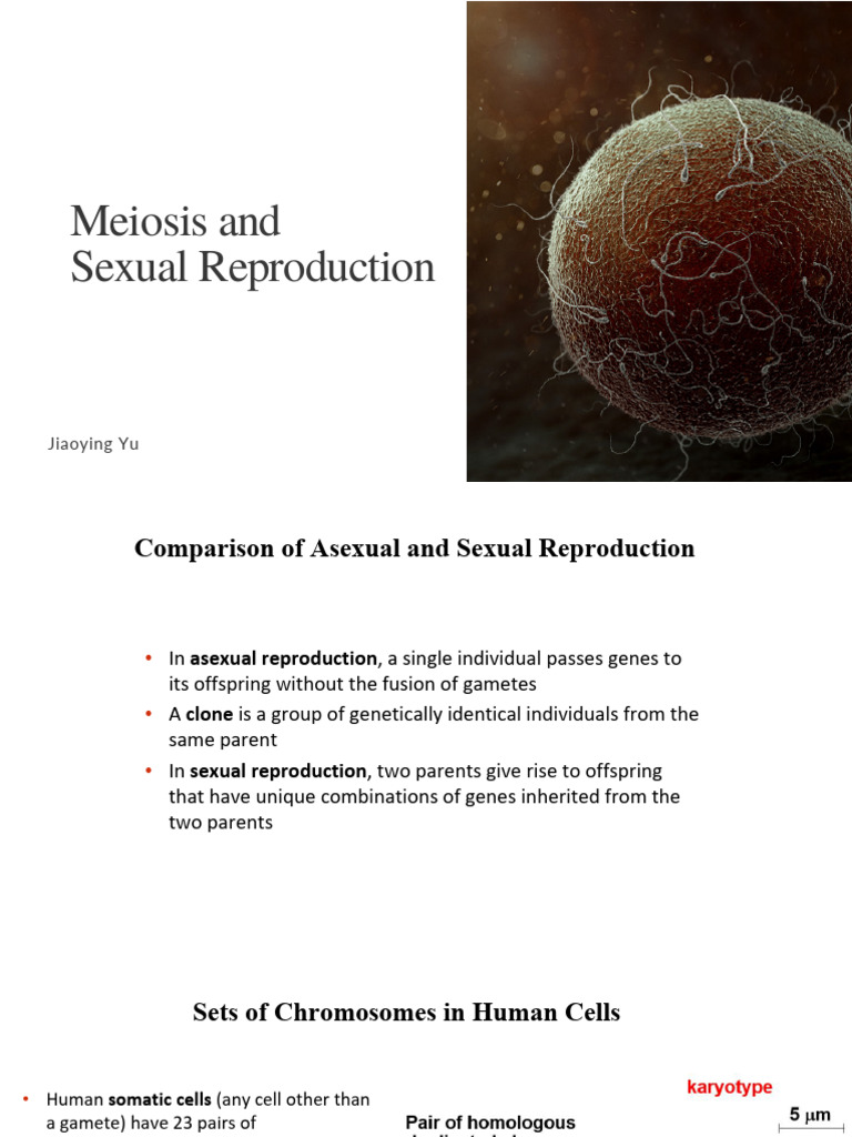 7 Meiosis and Sexual Reproduction | PDF | Meiosis | Ploidy
