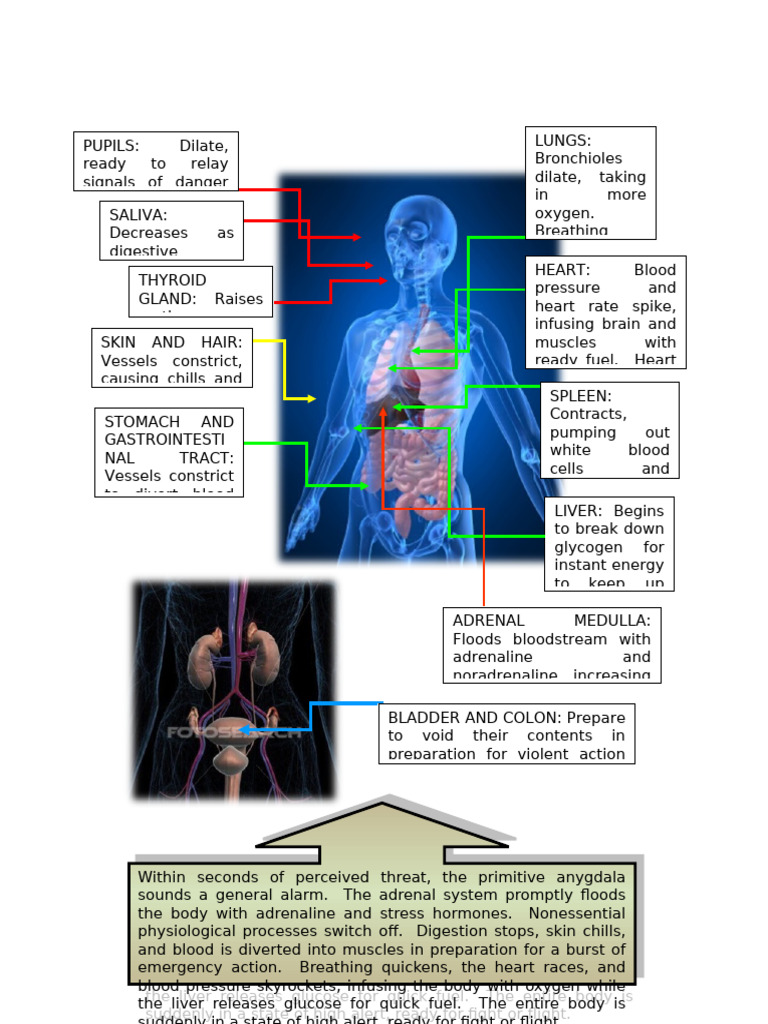 Fight or Flight: Body's Response | PDF | Adrenal Gland | Heart