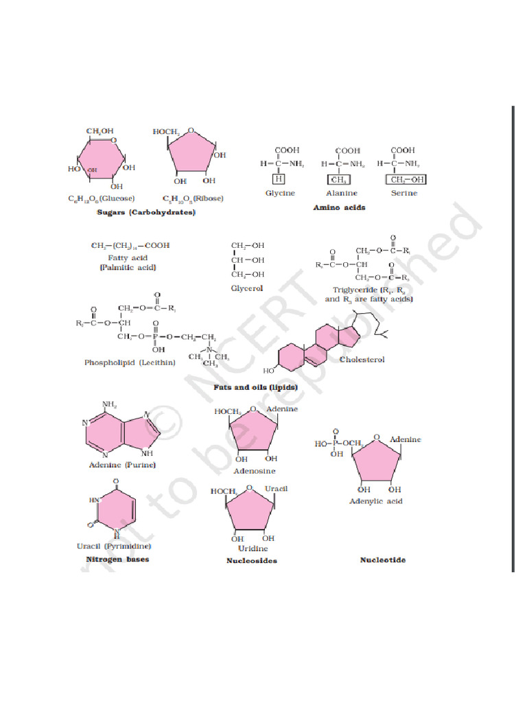 Nitrogen Bases | PDF