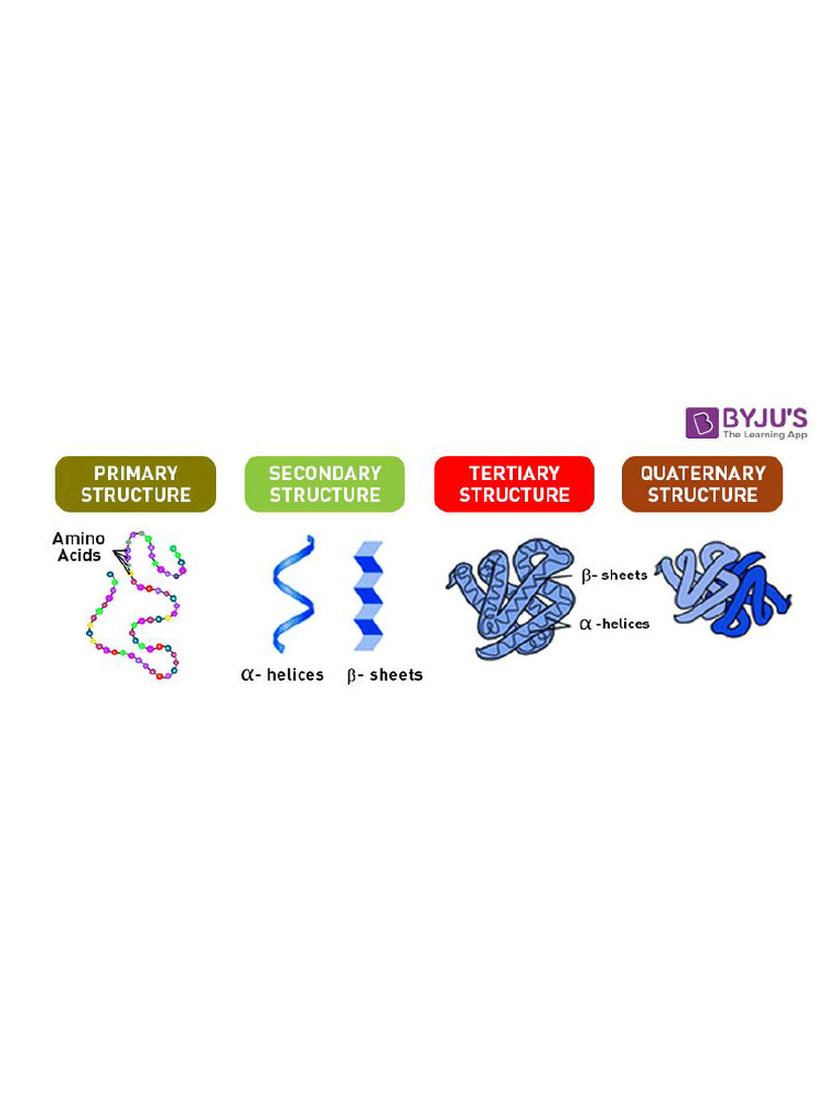 Structure Of Protein Pdf