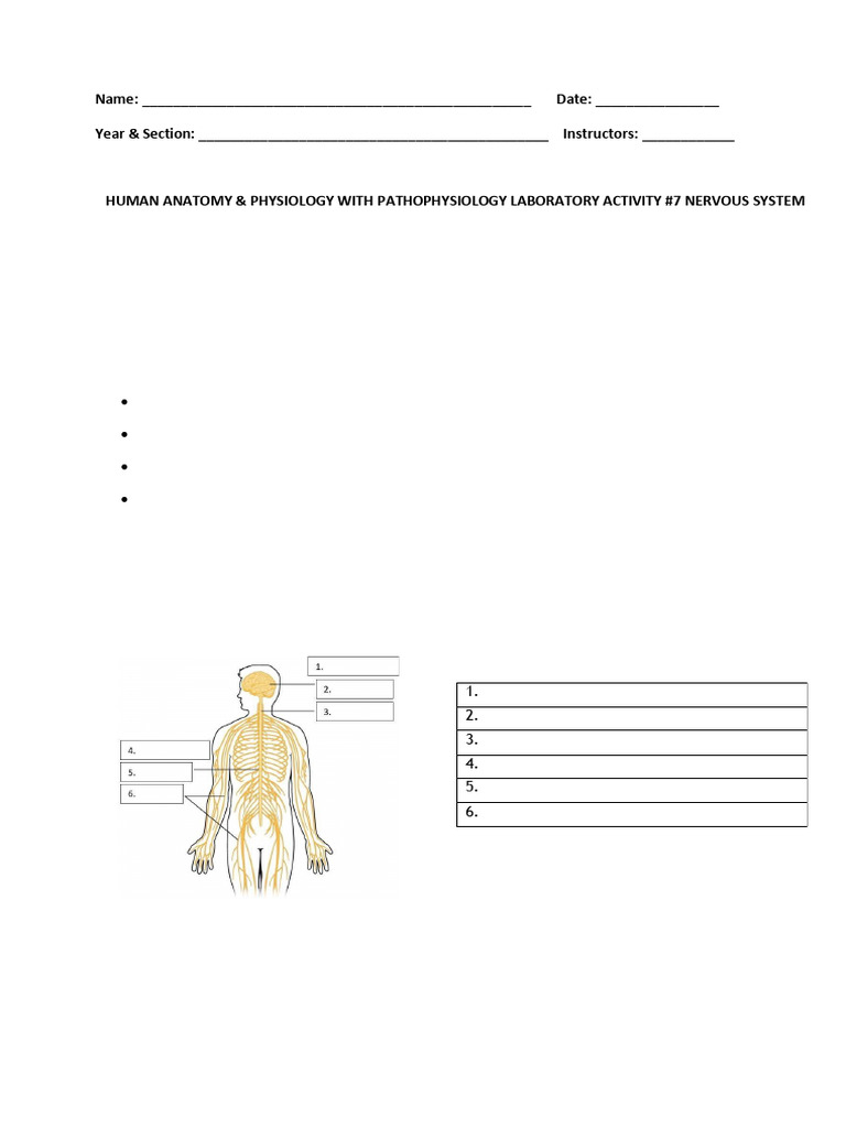 Human Anatomy S.Y. 2024-2025 7th Lab. Activity (Nervous System) | PDF | Central Nervous System ...
