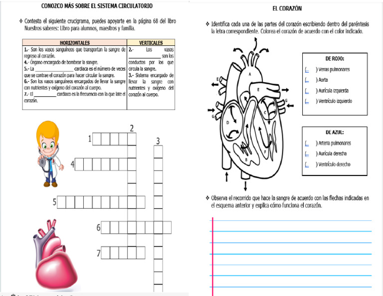 Actividad Del Corazon | PDF